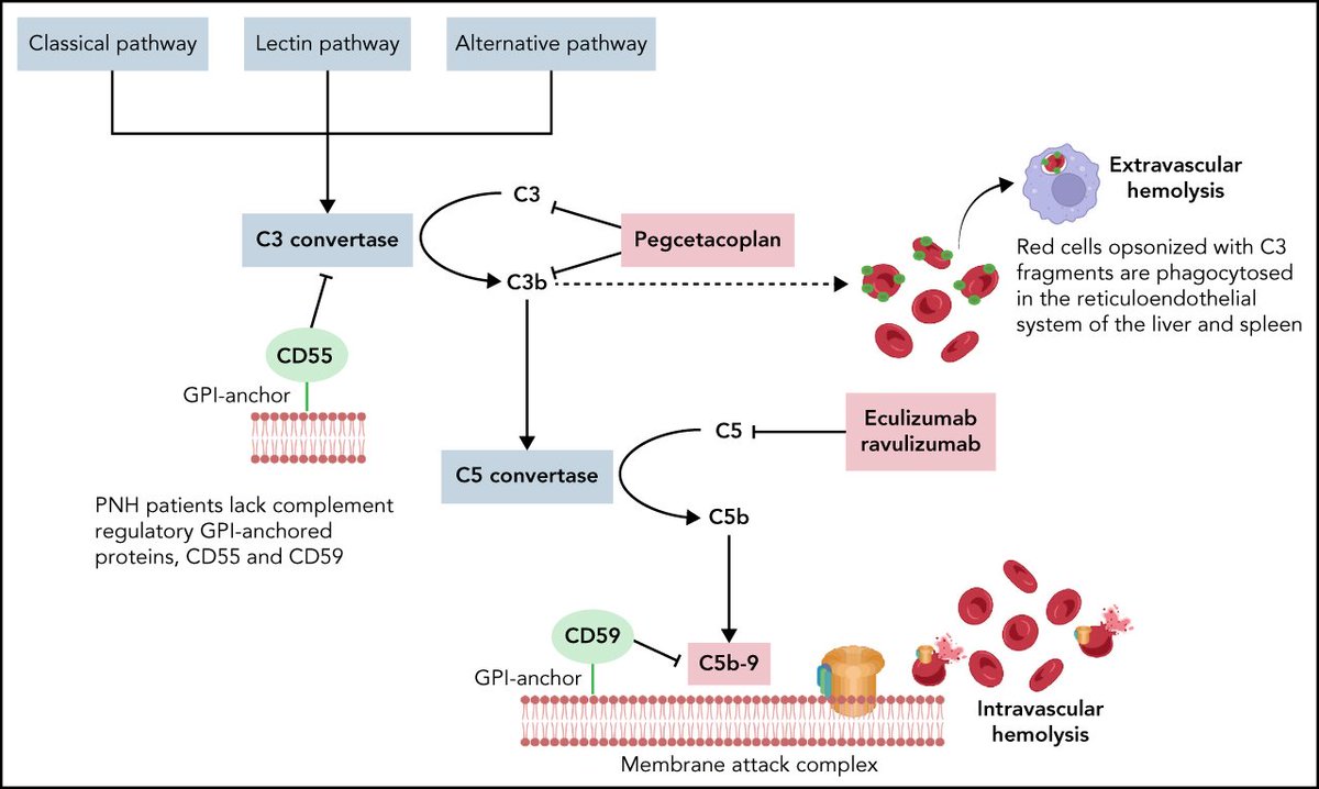 Empaveli (pegcetacoplan SC) / Apellis, SOBI