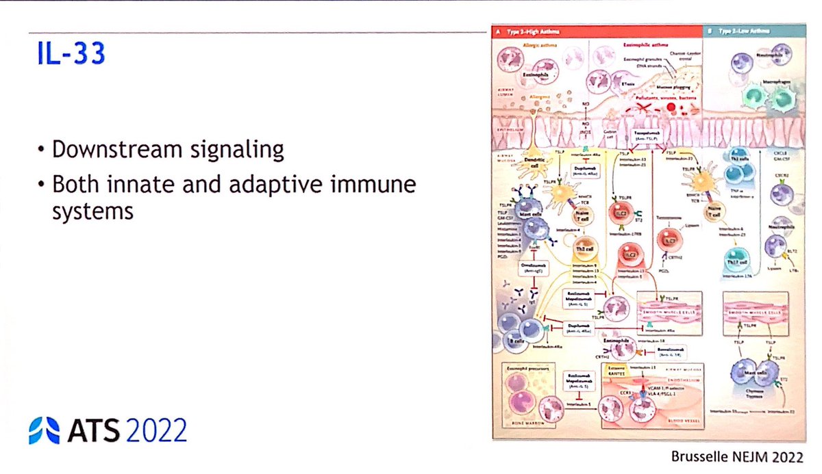 itepekimab (SAR440340) / Sanofi, Regeneron