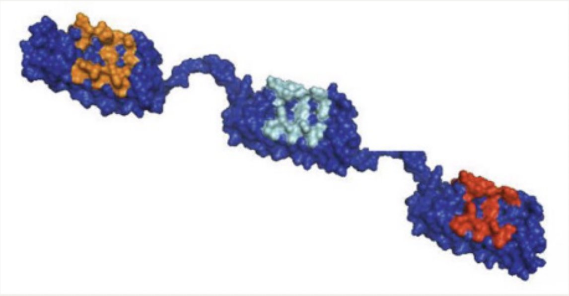 ensovibep (MP0420) / AGC Biologics, Molecular Partners, Novartis
